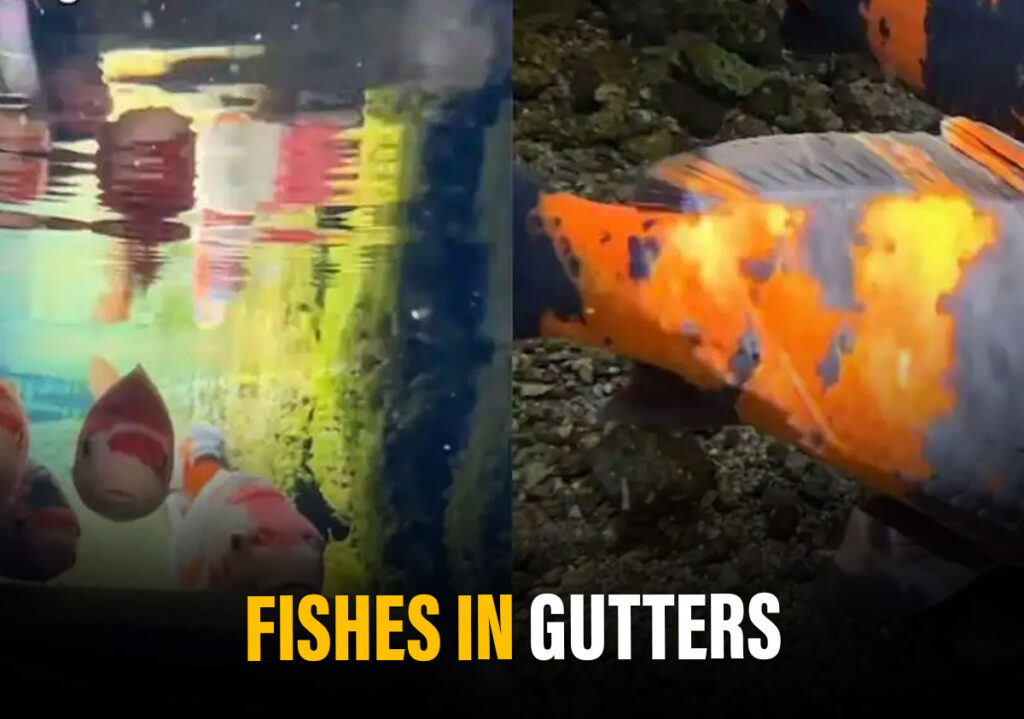 Viral Video Of Koi Fishes In Clean Gutters Of Japan Stuns The Internet