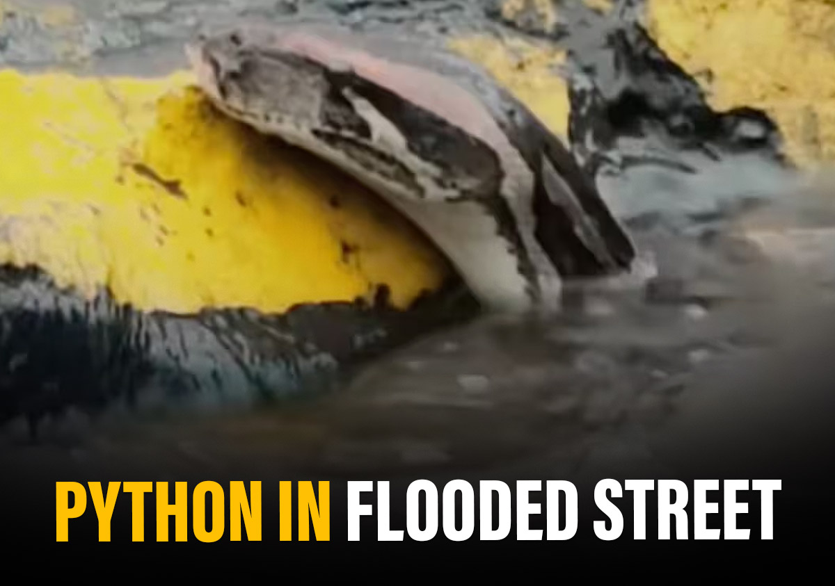 Python Spotted Gliding Through Flooded Navi Mumbai Street, Video Sparks Massive Reactions