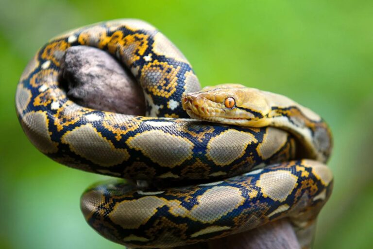 How Long Do Snakes Live? Lifespan Facts & Myths